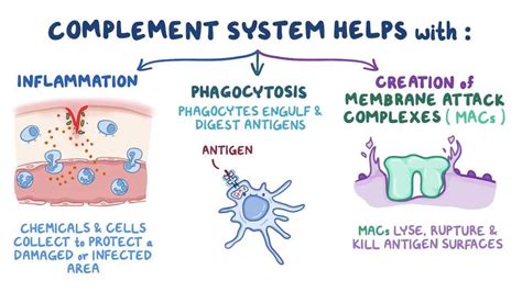 Image result for Complement System Deficiency