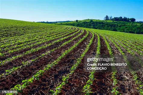 Image result for October Beans