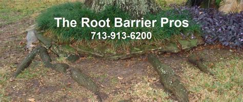 Image result for Tree Root Guide