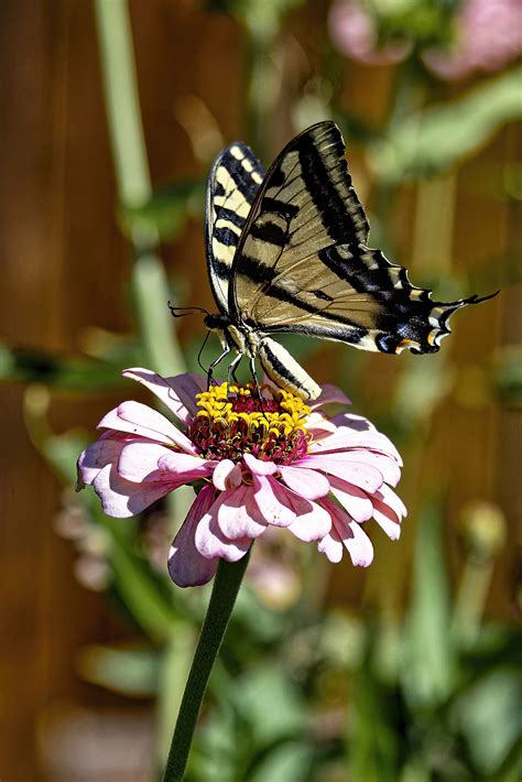 Image result for Image Sensor Color Shading