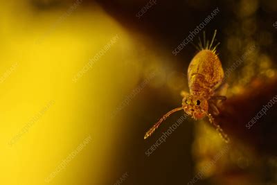 Image result for Springtail Size