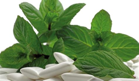 Image result for Menthol Inhalation