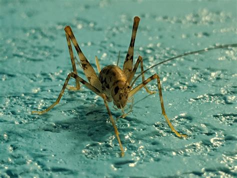 Image result for Cricket Insect Small