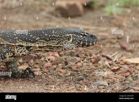 Image result for Water Monitor Lizard