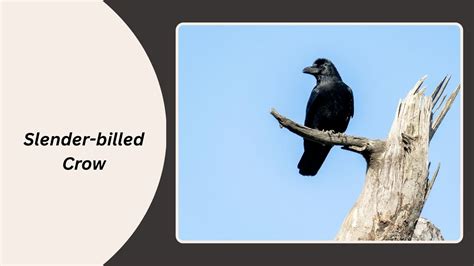 Image result for Crow Types