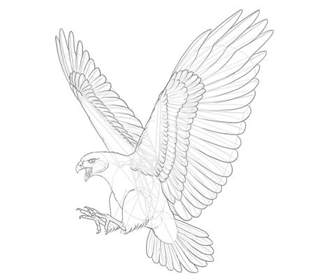Image result for Simple Drawing of a Hawk