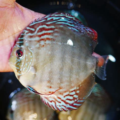 Image result for Royal Blue Discus