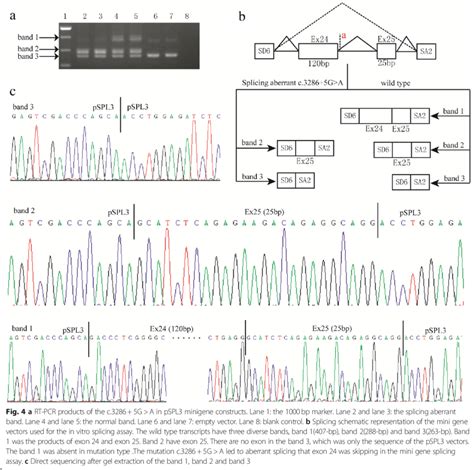 Image result for Chromosome Microarray CMA Map