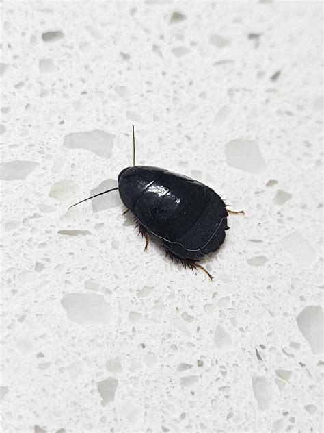 Image result for Little Cockroach