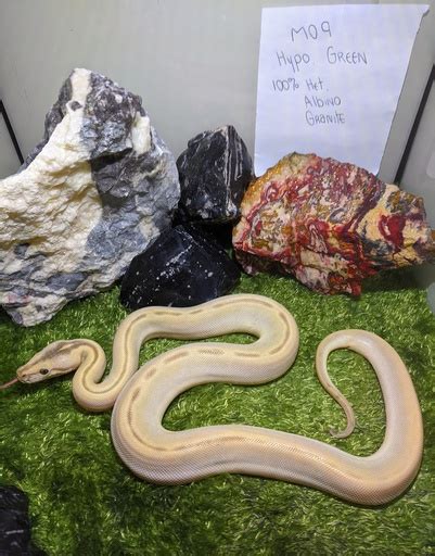 Image result for Albino Green Tree Python