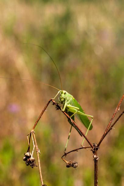 Image result for Chirping Insect