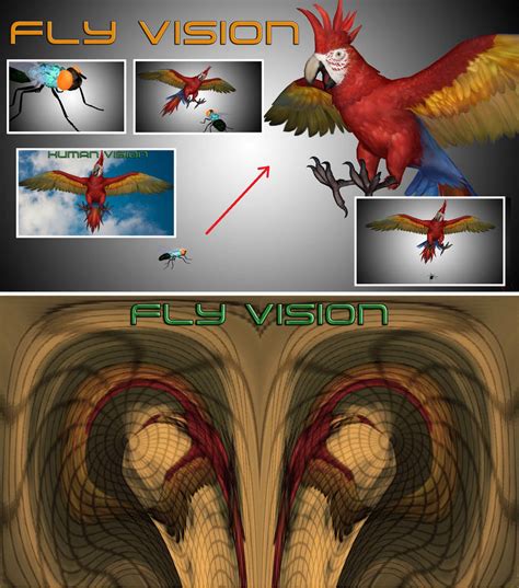 Image result for Fly Vision