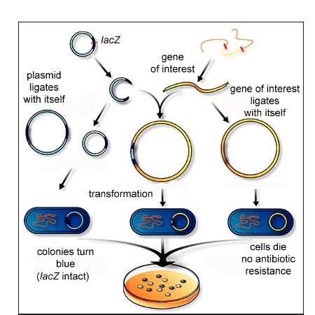 Image result for Expression Cloning Explained