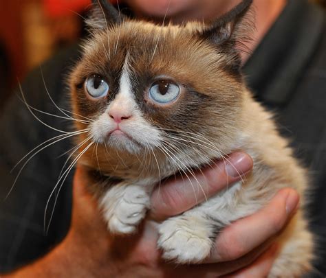 Image result for Grumpy Cat Owner
