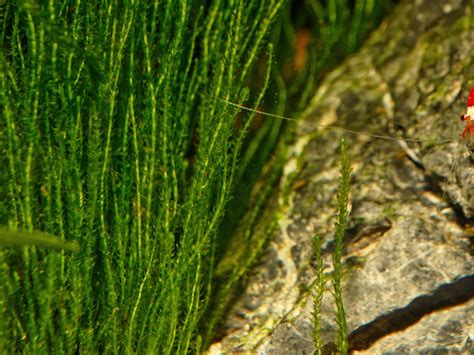 Image result for How to Grow Java Moss