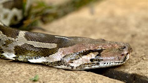 Image result for Burmese Python Wallpaper