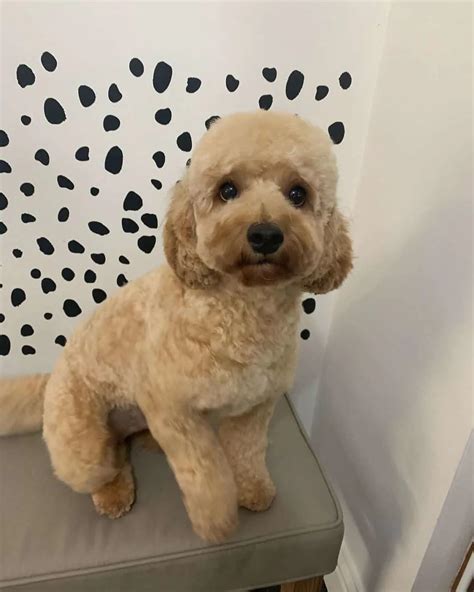 Image result for Cavapoo Haircuts