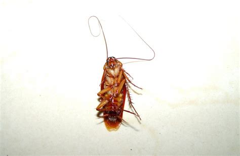 Image result for Cockroach On Its Back