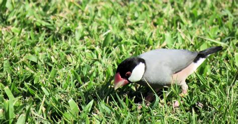 Image result for Java Sparrow Meme