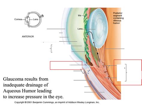 Image result for Aqueous Humor Flow