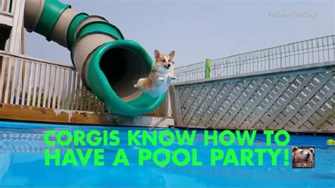 Image result for Pool Party for Dogs