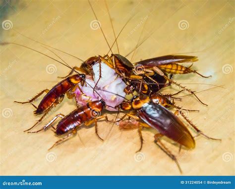 Image result for Cockroach Eating Food