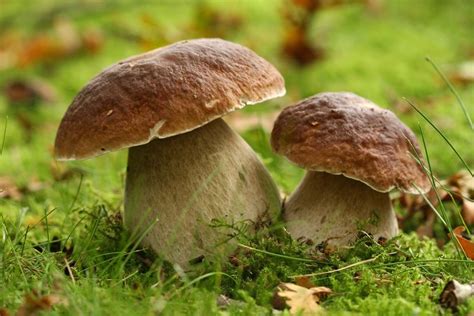 Image result for Fungus Reproduction