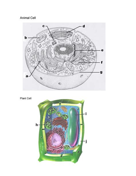 Image result for Cell Structure Revision Notes