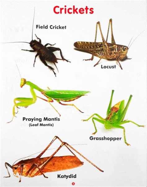 Image result for My First Insect Book