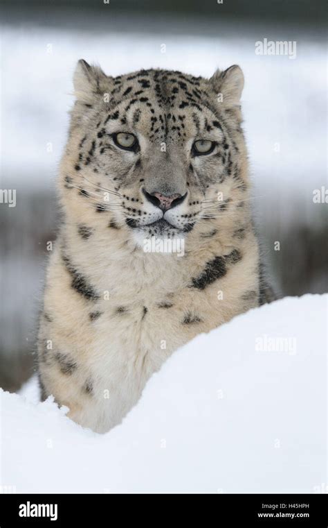 Image result for Snow Leopard Front View