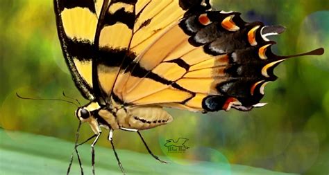 Image result for Most Beautiful Insects