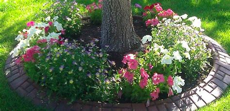 Image result for How Get Circle around Tree for Landscaping