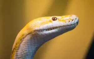 Image result for Underweight Reticulated Python