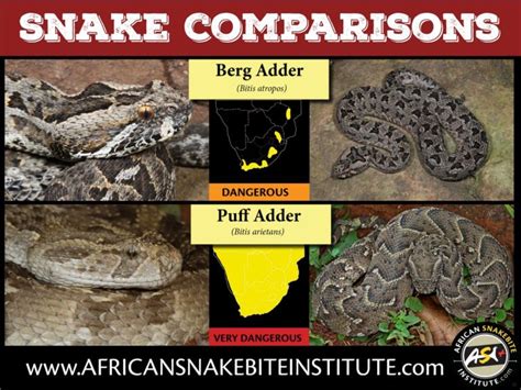 Image result for Python Snake vs Pofadder