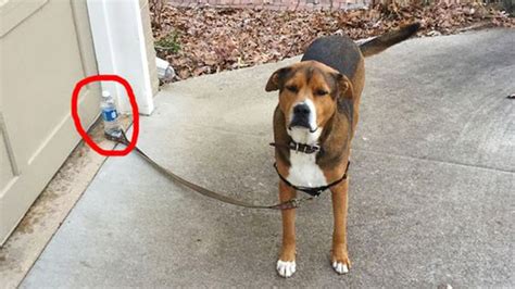 Image result for Exploding Dogs Just for Laughs