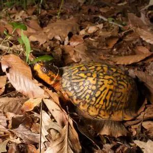 Image result for Box Finding Turtle