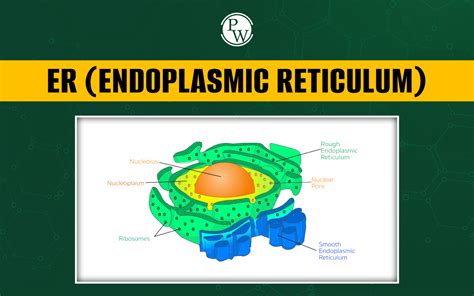 Image result for Endoplasmic Reticulum Function