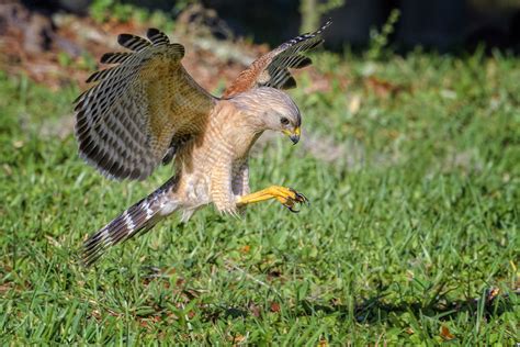 Image result for Final Approach Point