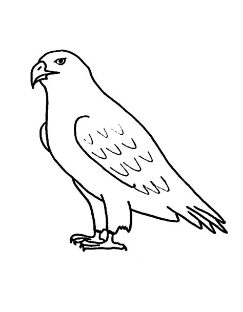 Image result for Hawk Drawing Colors