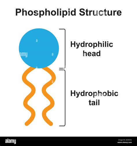 Image result for Phospholipid Structure Expanded Structure