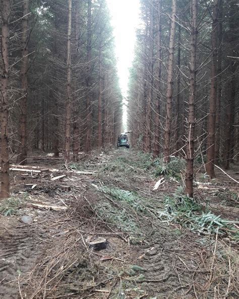 Image result for Mini Timberjack