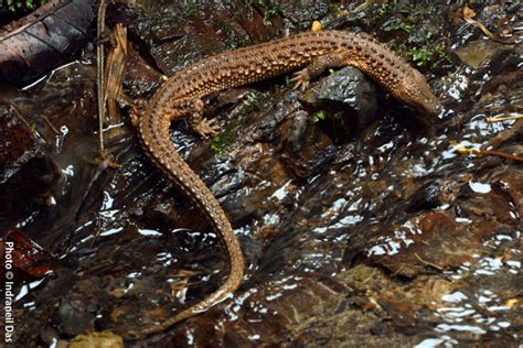 Image result for Snakes Origins Explained