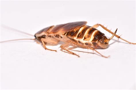 Image result for Profile Pic Cockroach
