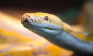 Image result for Underweight Reticulated Python