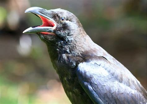 Image result for Ravens Behavior