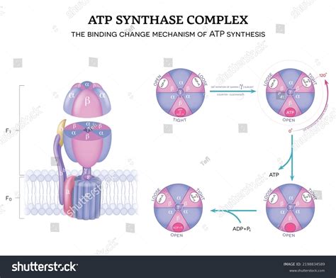 Image result for Basic Structure of ATP