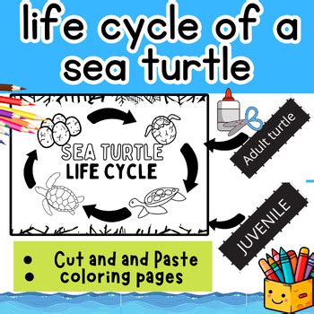 Image result for Turtle Life Cycle Coloring Pages