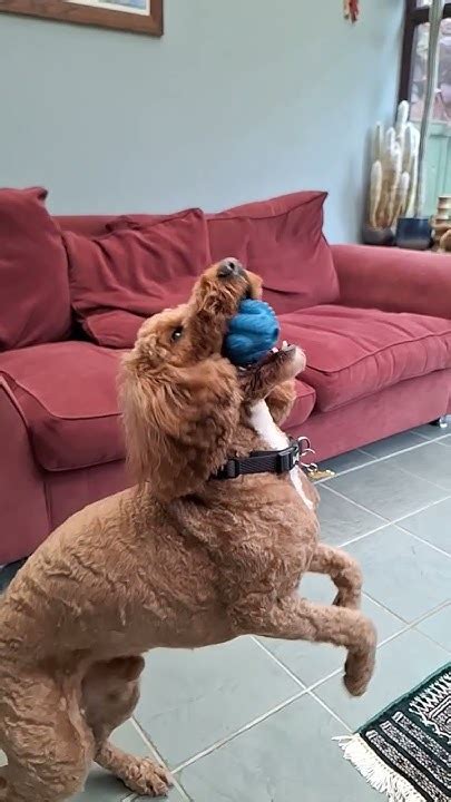 Image result for Cockapoo Shorts