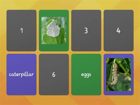 Image result for Butterfly Loop Game