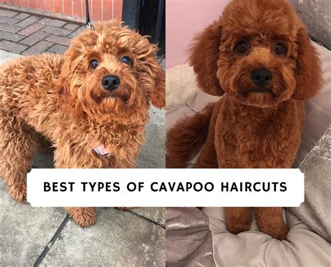 Image result for Cavapoo Haircuts